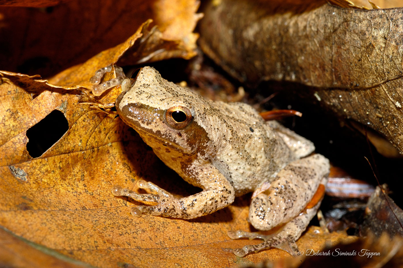 Mini Critters – IMAGES BY D. S. TAPPAN