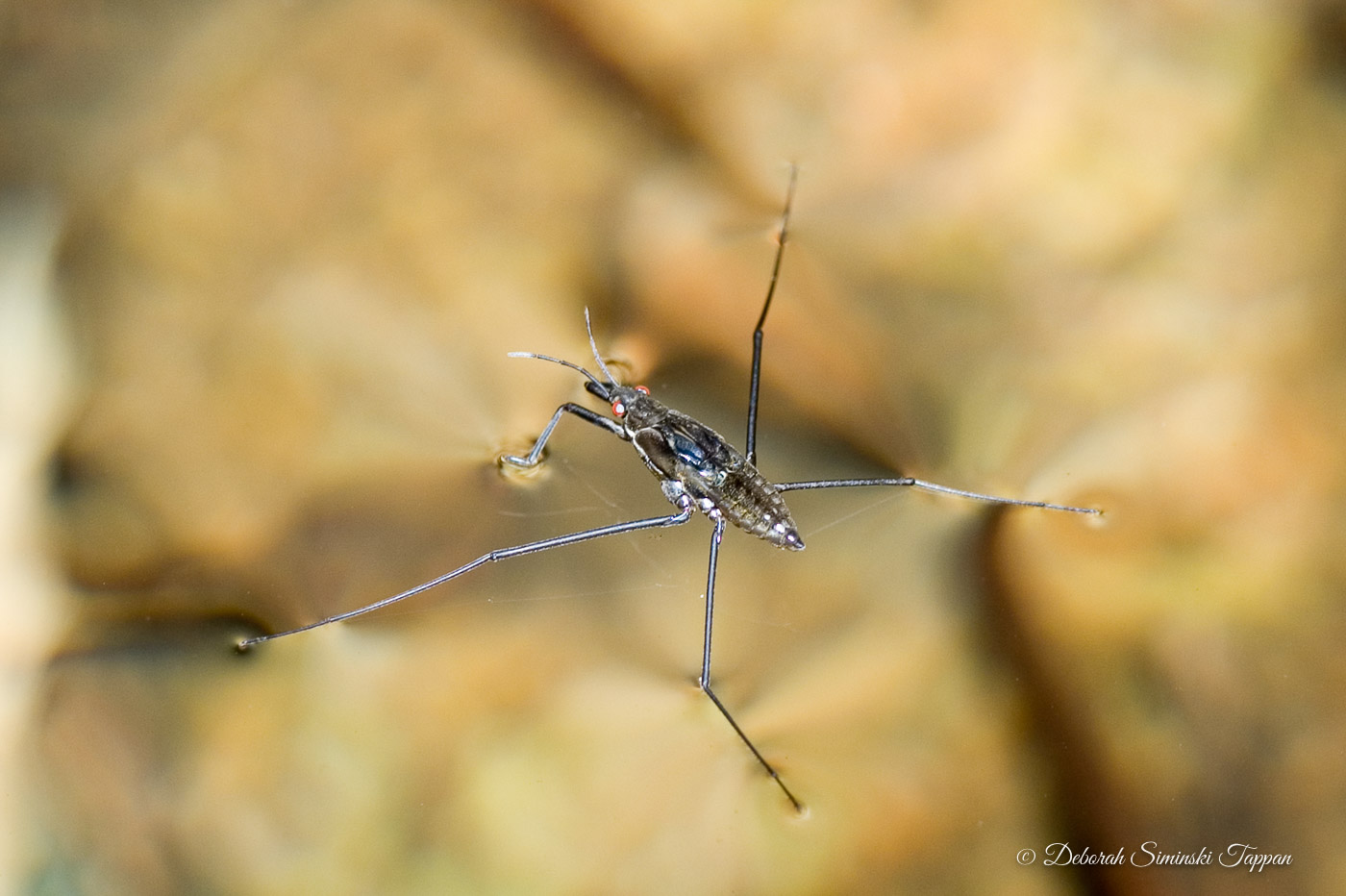 Mini Critters – IMAGES BY D. S. TAPPAN