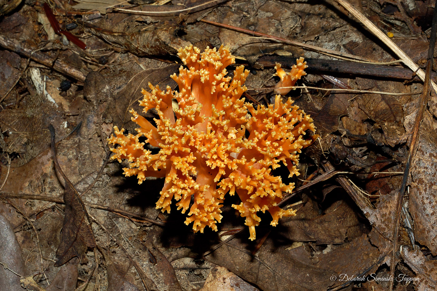 Saprophytes – IMAGES BY D. S. TAPPAN