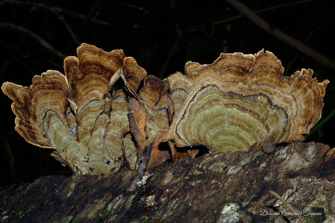 Saprophytes – IMAGES BY D. S. TAPPAN