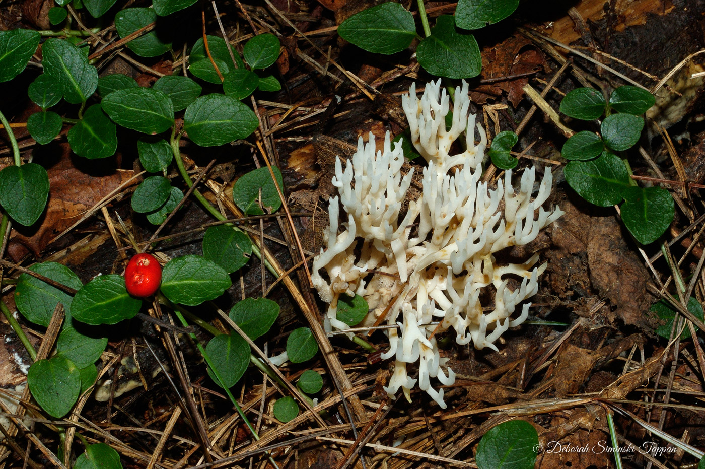 Saprophytes – IMAGES BY D. S. TAPPAN