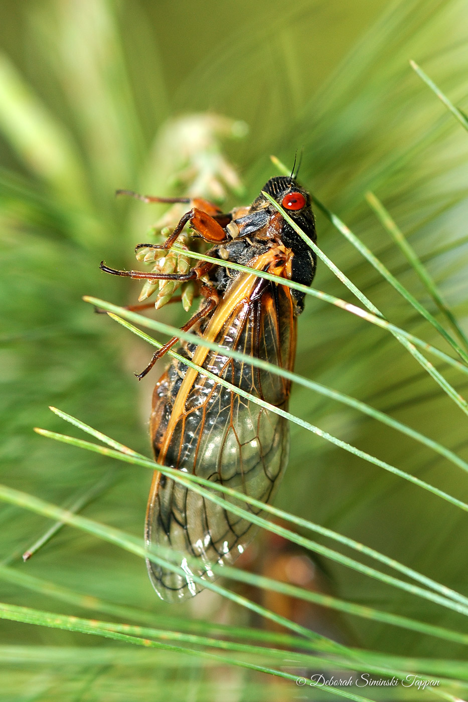 Mini Critters – IMAGES BY D. S. TAPPAN