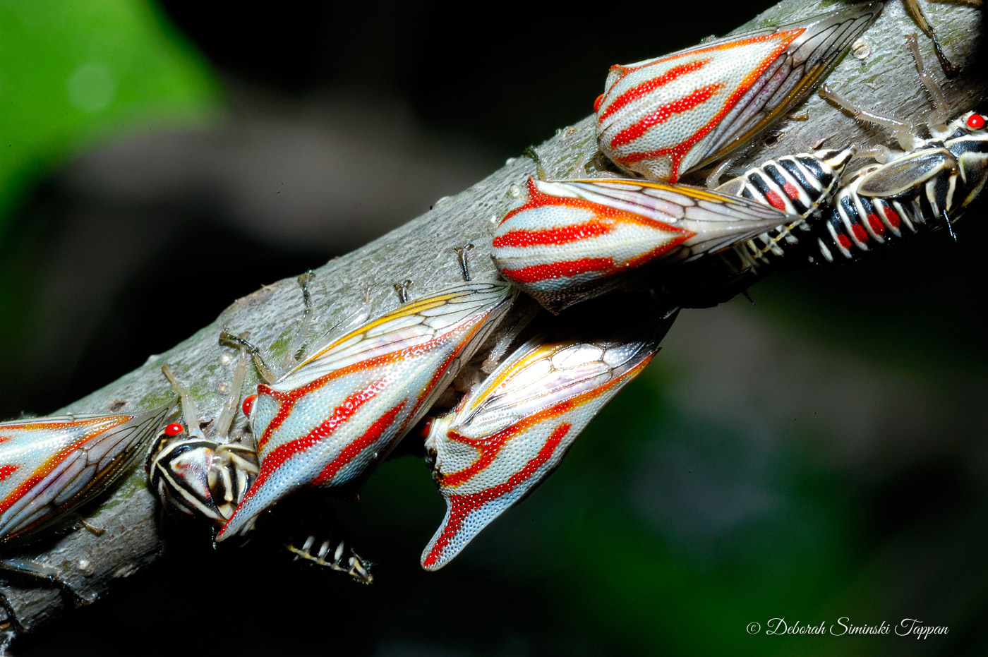 Mini Critters – IMAGES BY D. S. TAPPAN