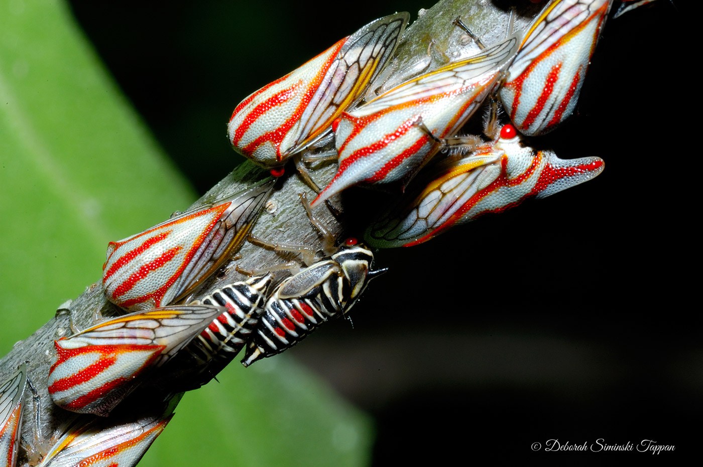 Mini Critters – IMAGES BY D. S. TAPPAN