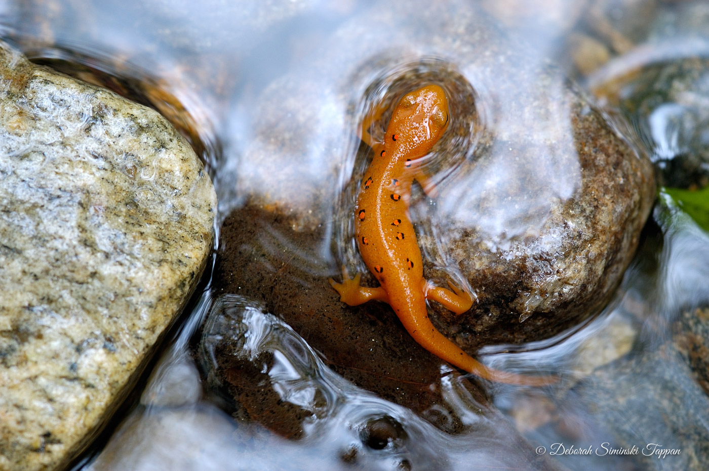 Mini Critters – IMAGES BY D. S. TAPPAN