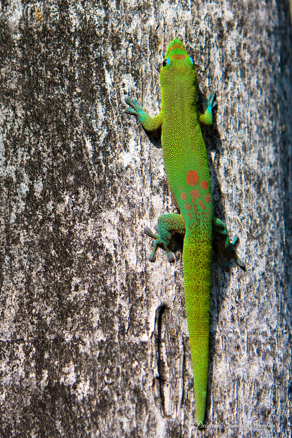 Mini Critters – IMAGES BY D. S. TAPPAN