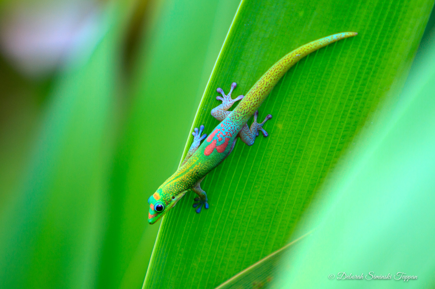 Mini Critters – IMAGES BY D. S. TAPPAN