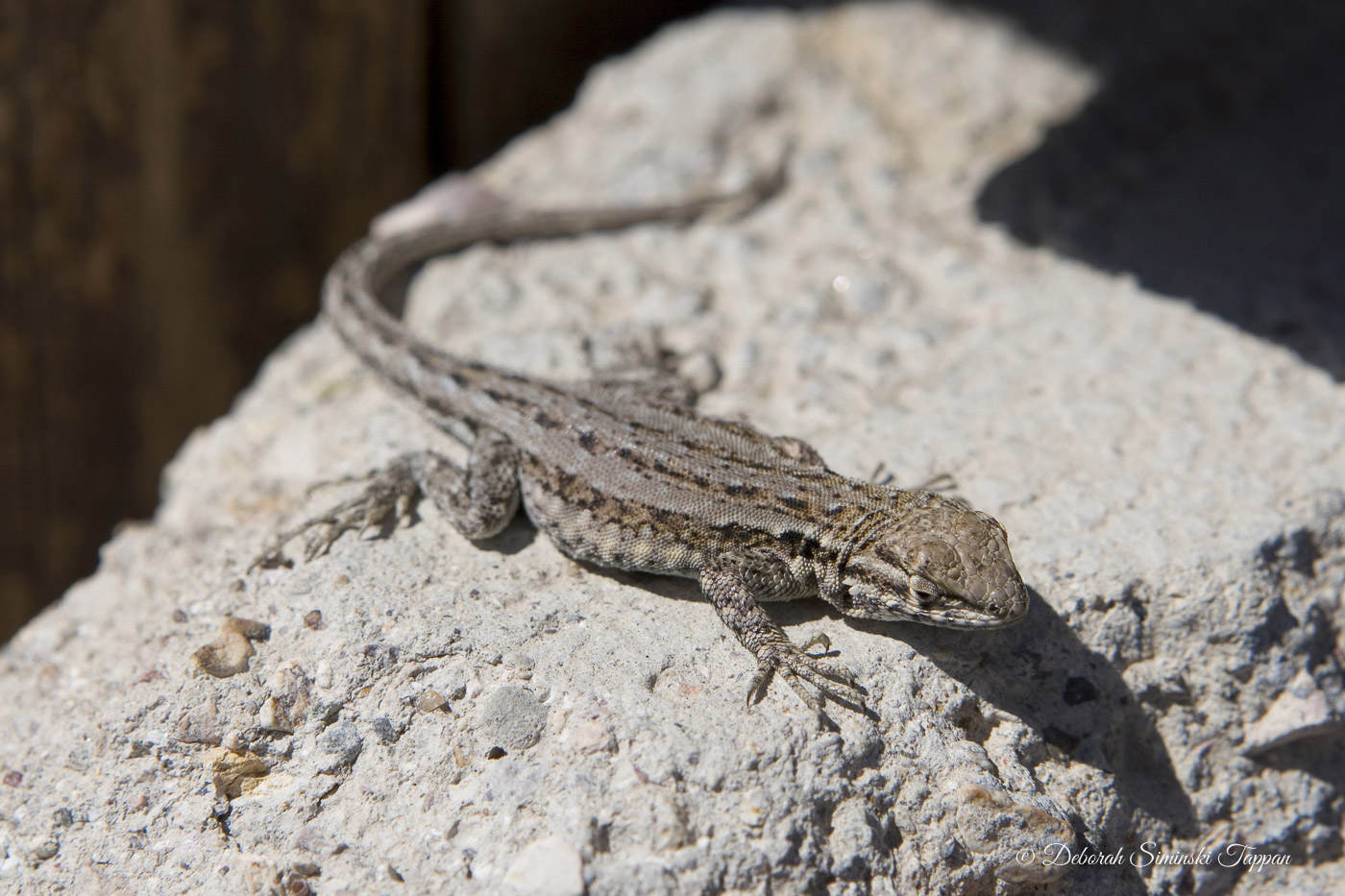 Mini Critters – IMAGES BY D. S. TAPPAN