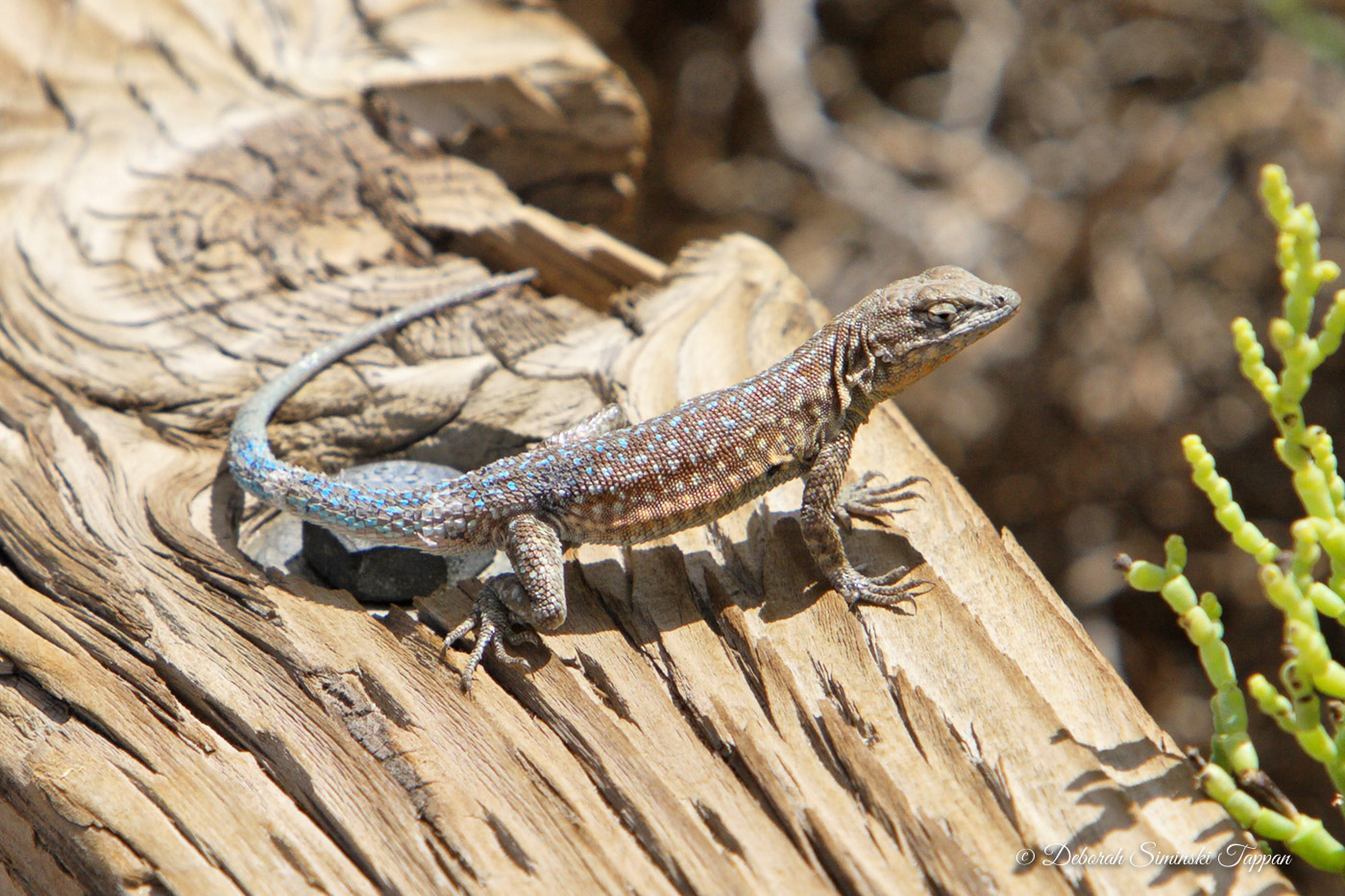 Mini Critters – IMAGES BY D. S. TAPPAN