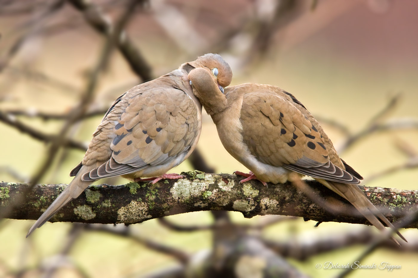 Mourning Dove Courtship Display – (Tennessee) – 60539 – IMAGES BY D. S ...