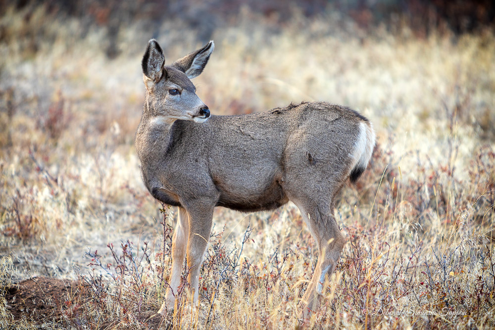 Mule Deer Yearling Listening for Mom – (Rocky Mountain NP) – 12844 ...