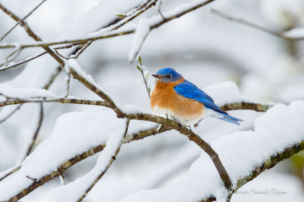 Male Eastern Bluebird after a Snowstorm – (Tennessee) – 61215 – IMAGES ...